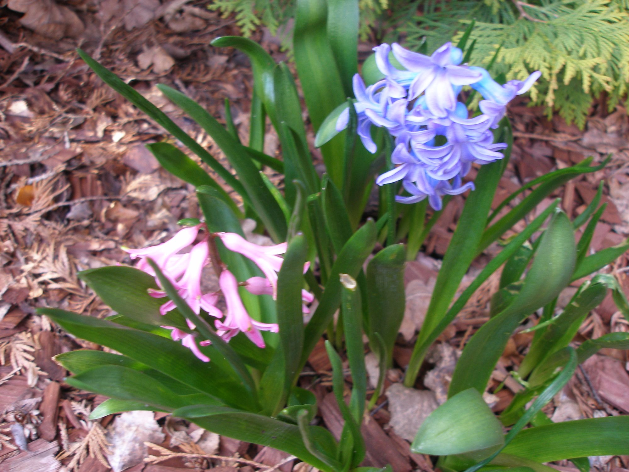 Rytinis hiacintas (Hyacinthus orientalis)