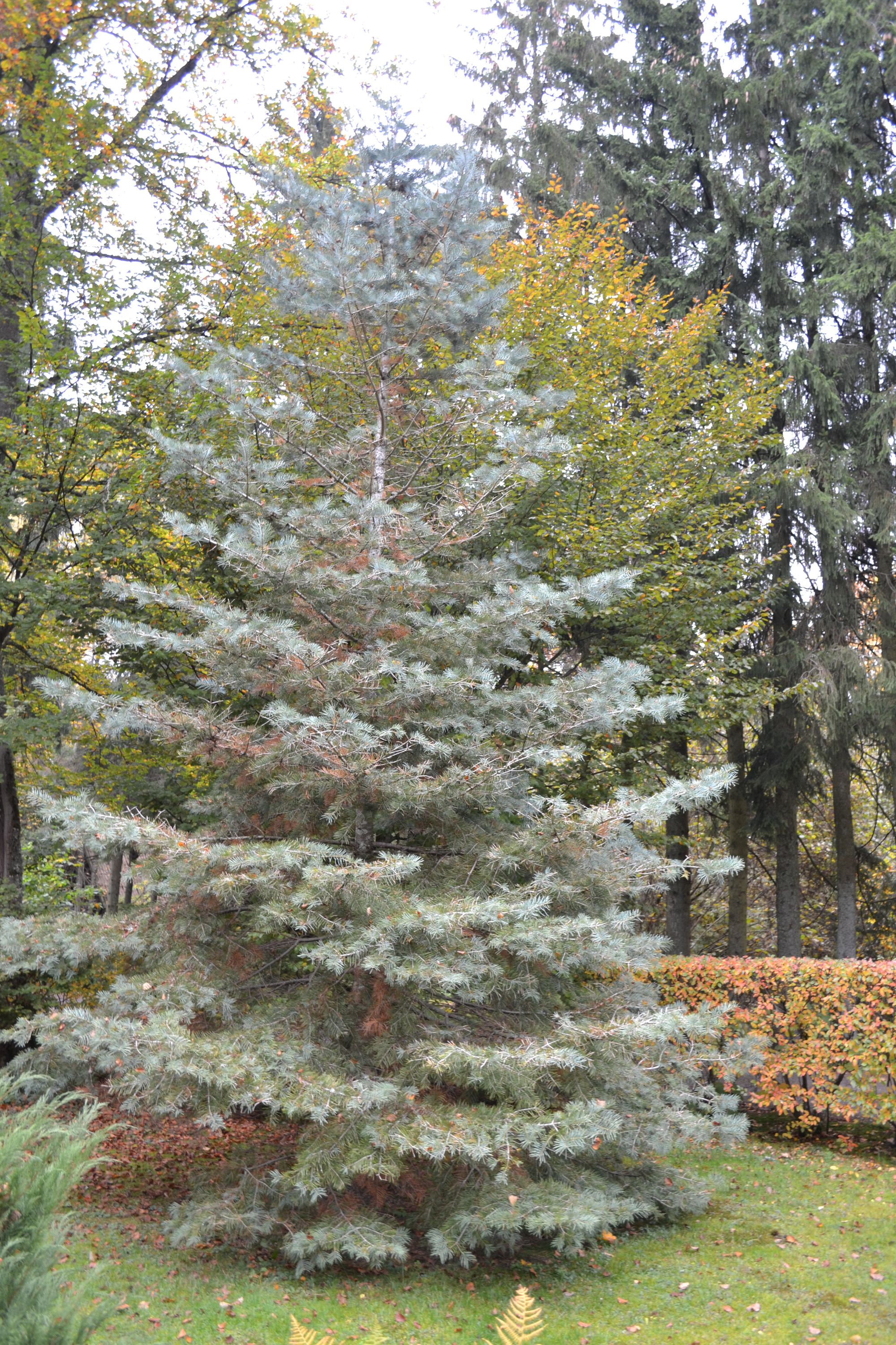 Pilkasis kėnis 'Violacea' (Abies concolor)