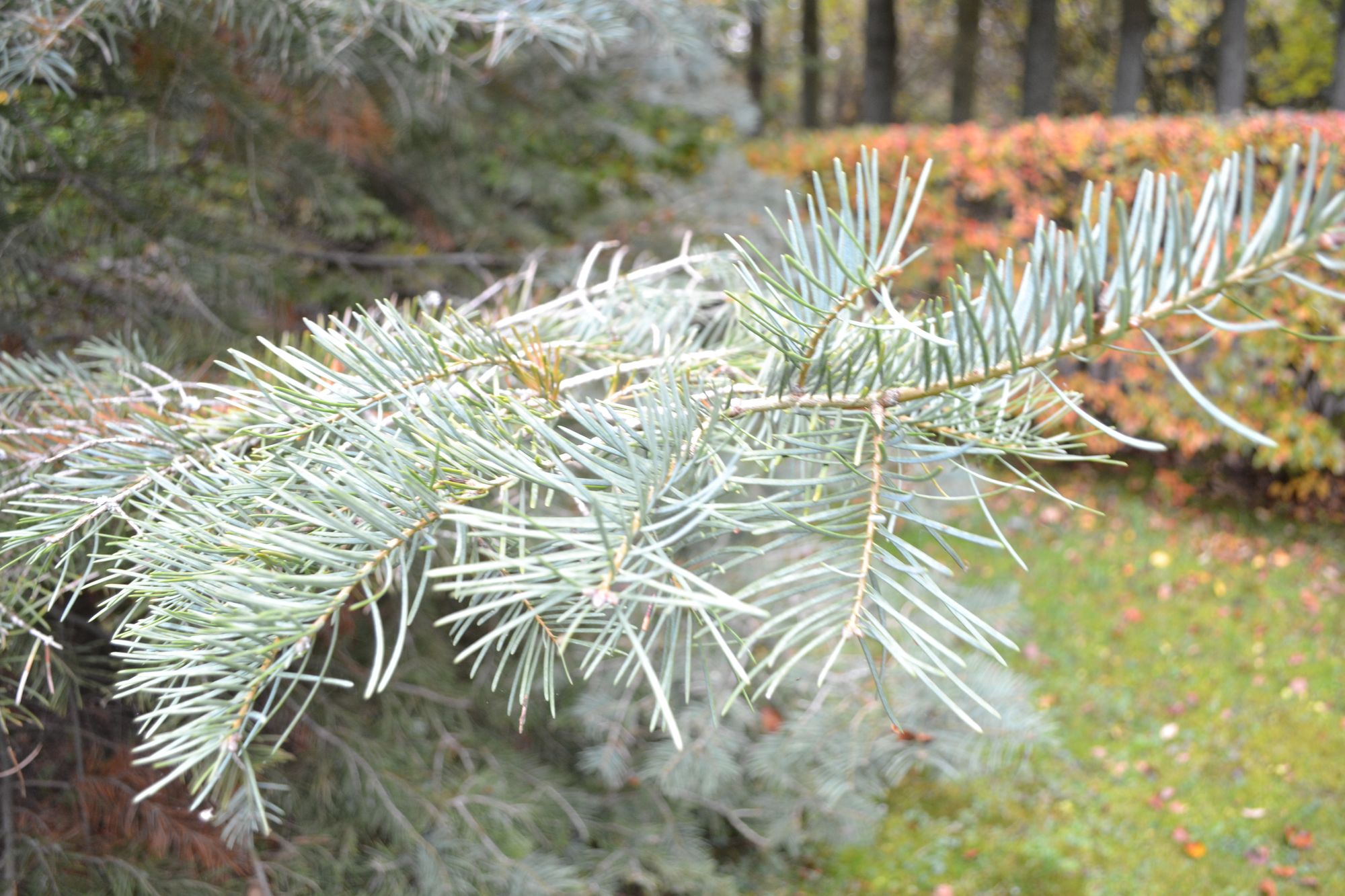 Pilkasis kėnis 'Violacea' (Abies concolor)
