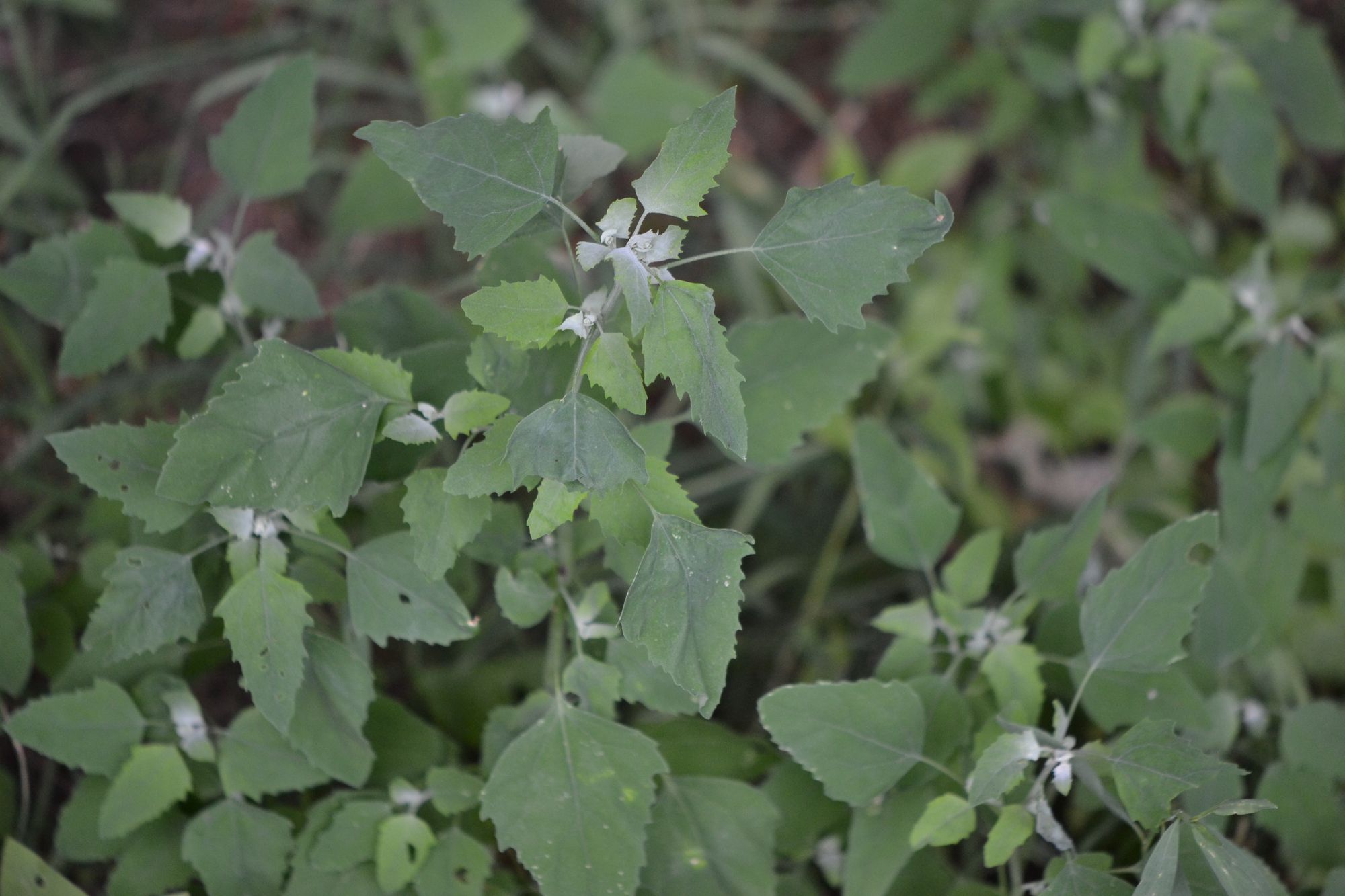 Baltoji balanda (Chenopodium album)
