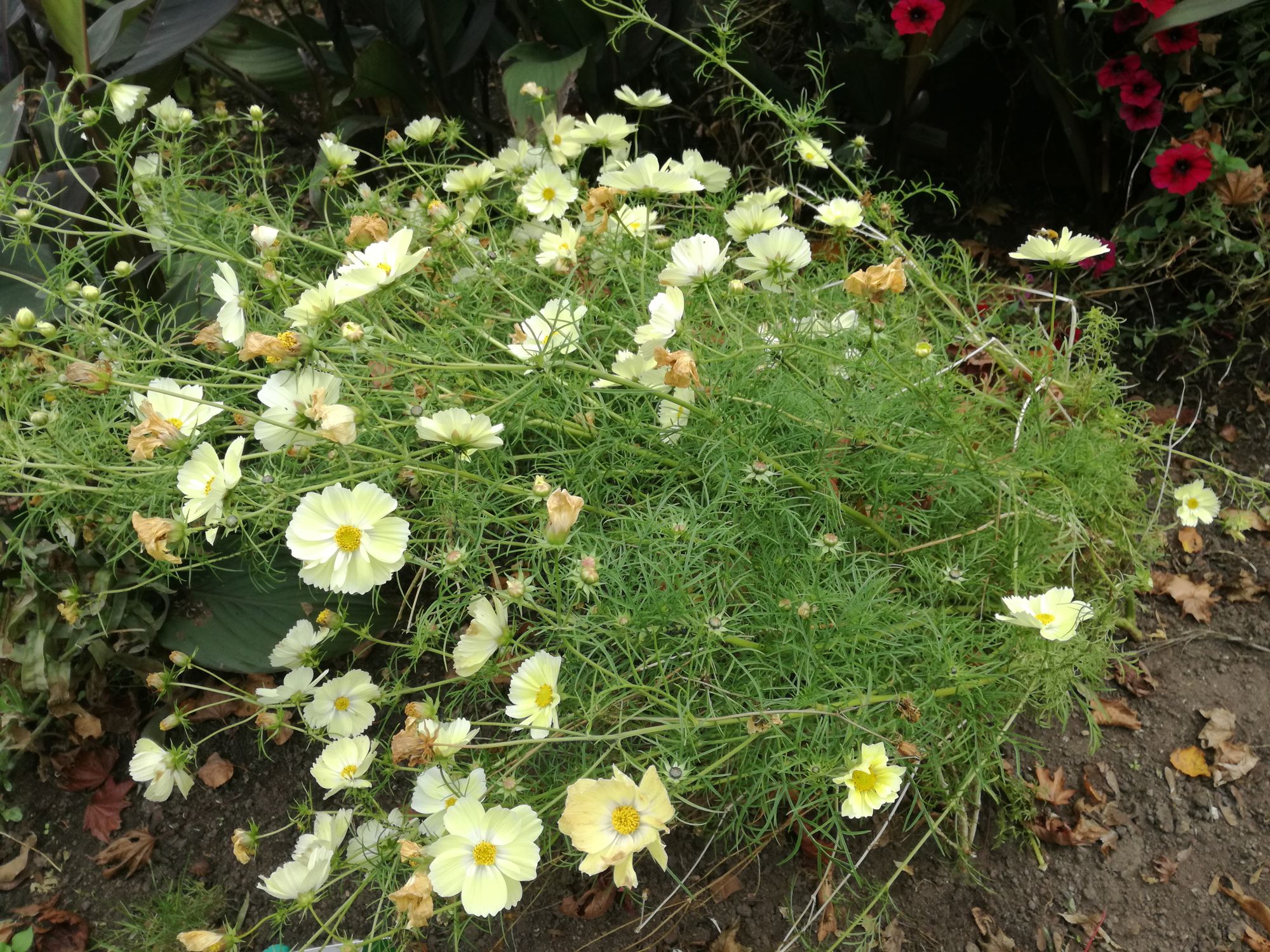 Paprastoji kosmėja 'Xanthos' (Cosmos bipinnatus)