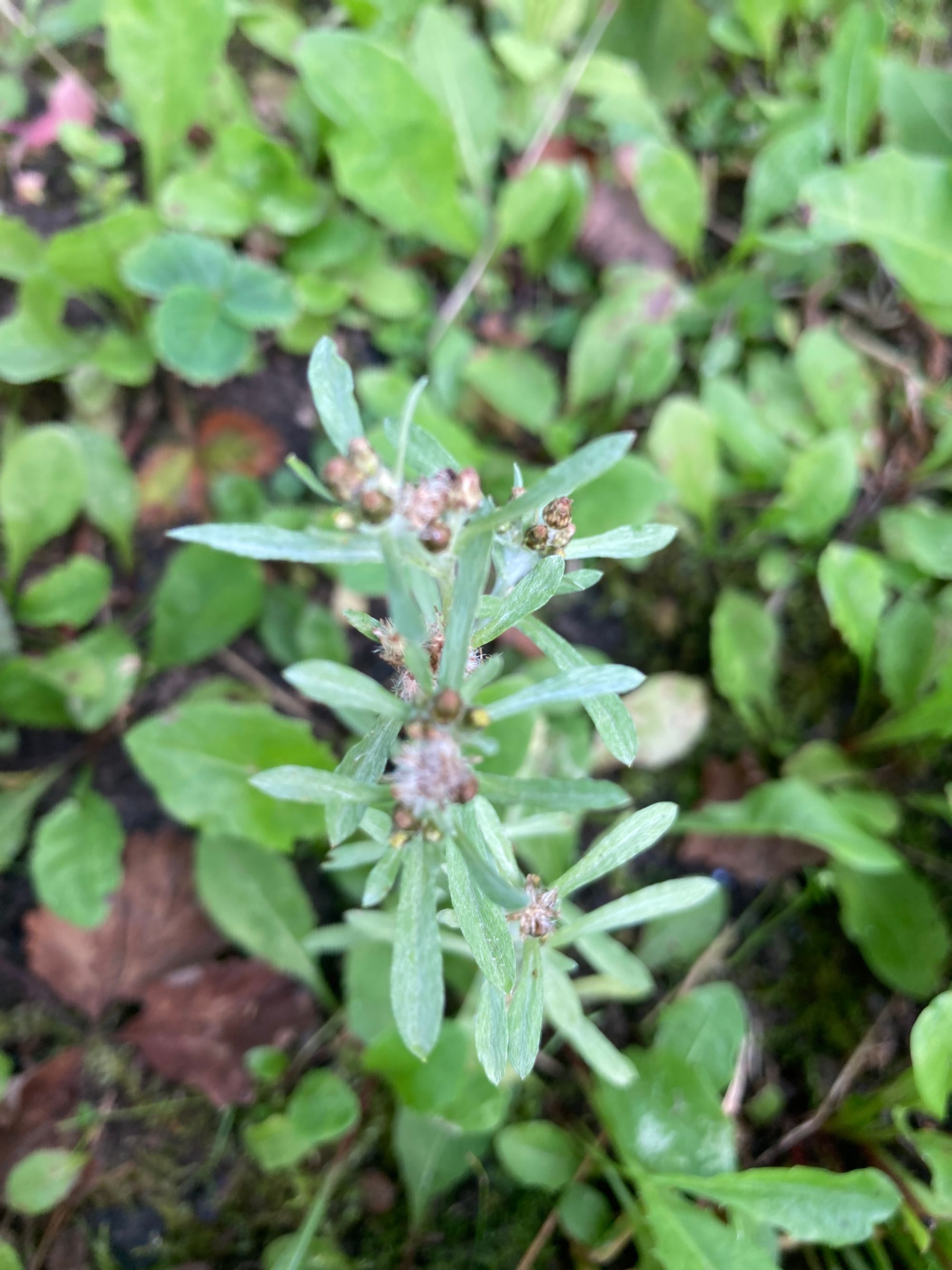 Pelkinis pūkelis (Gnaphalium uliginosum)