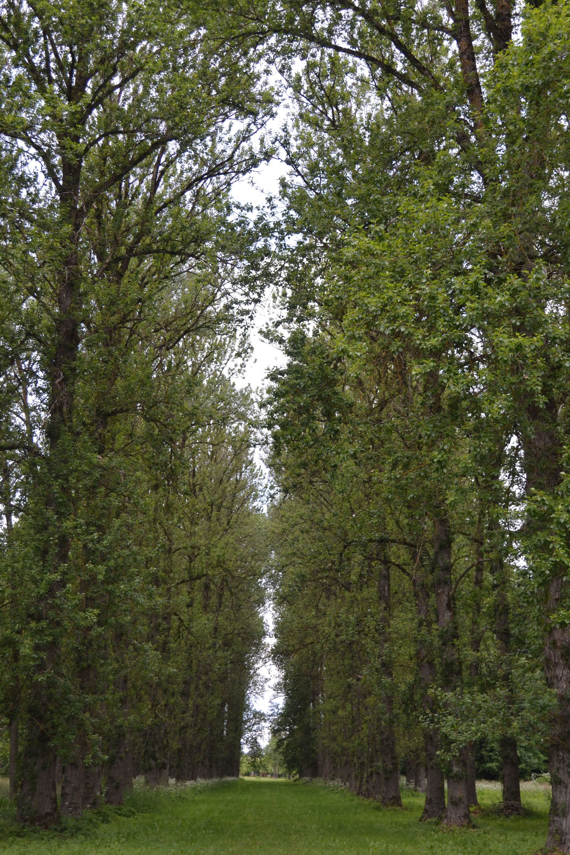 Balzaminė tuopa (Populus balsamifera)