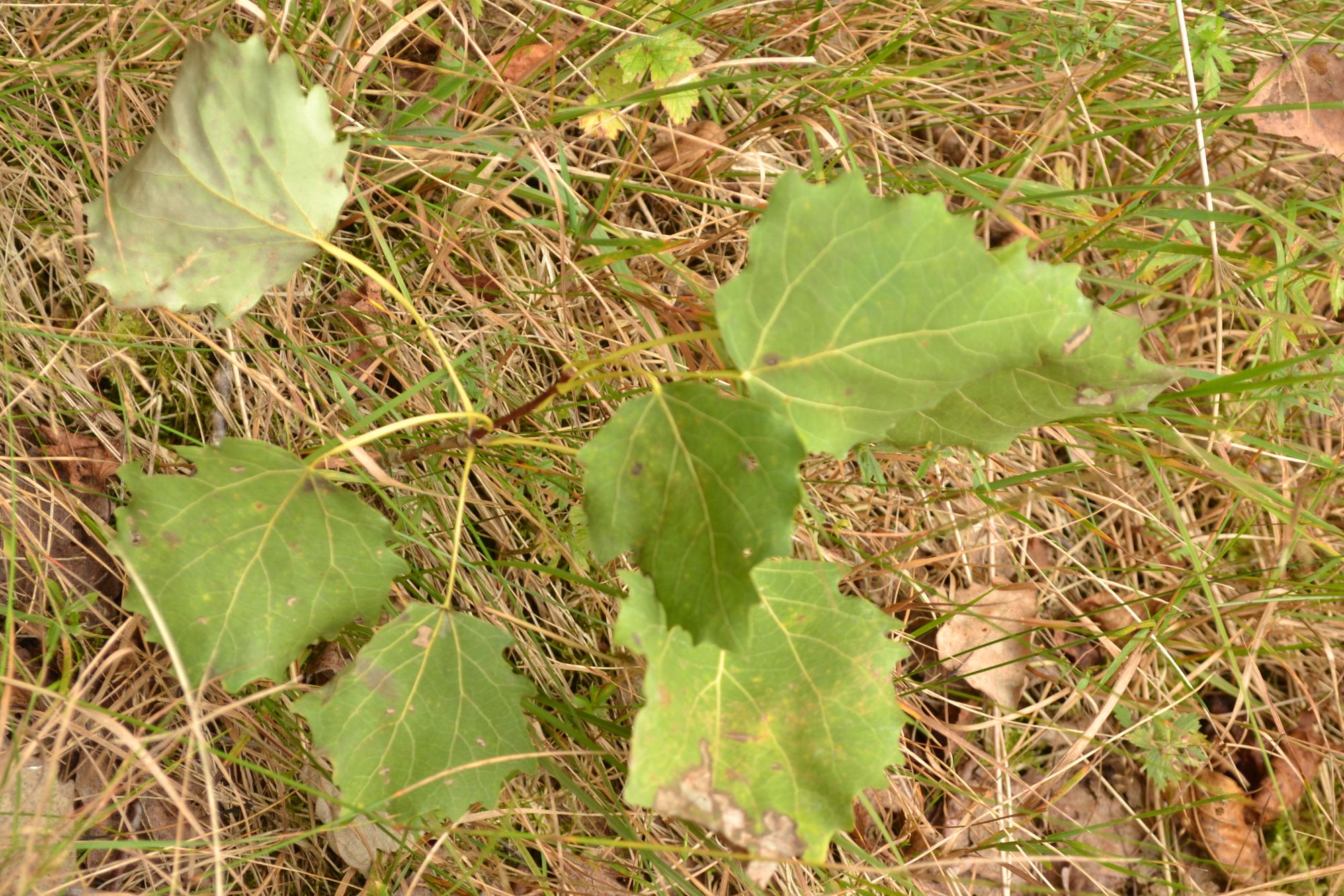 Drebulė (Populus tremula)