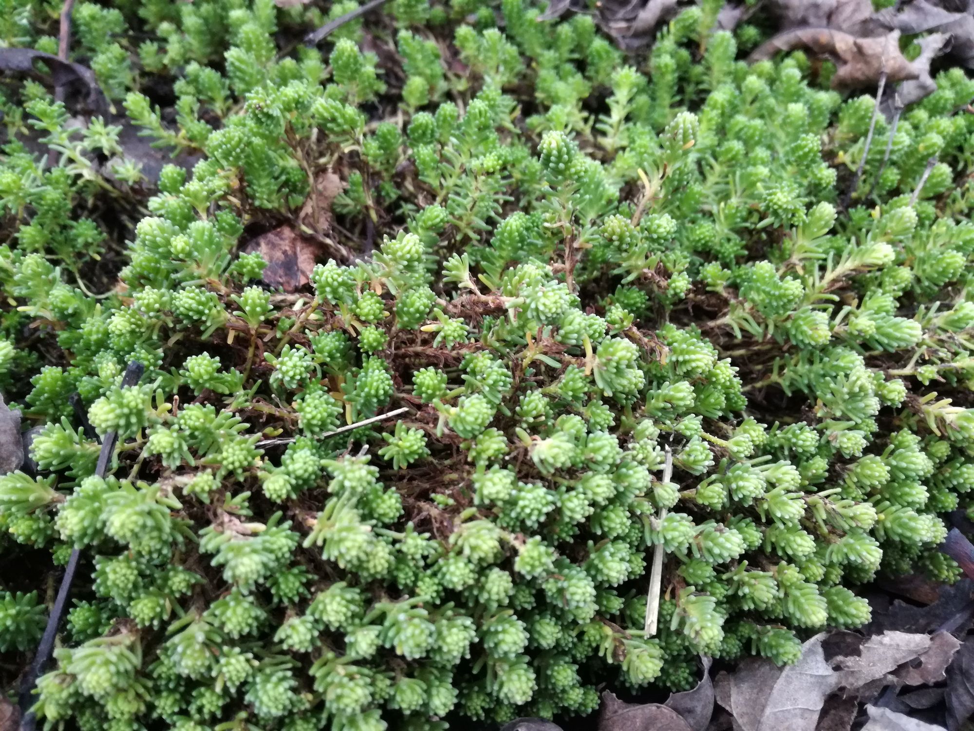 Siauralapis šilokas (Sedum sexangulare)