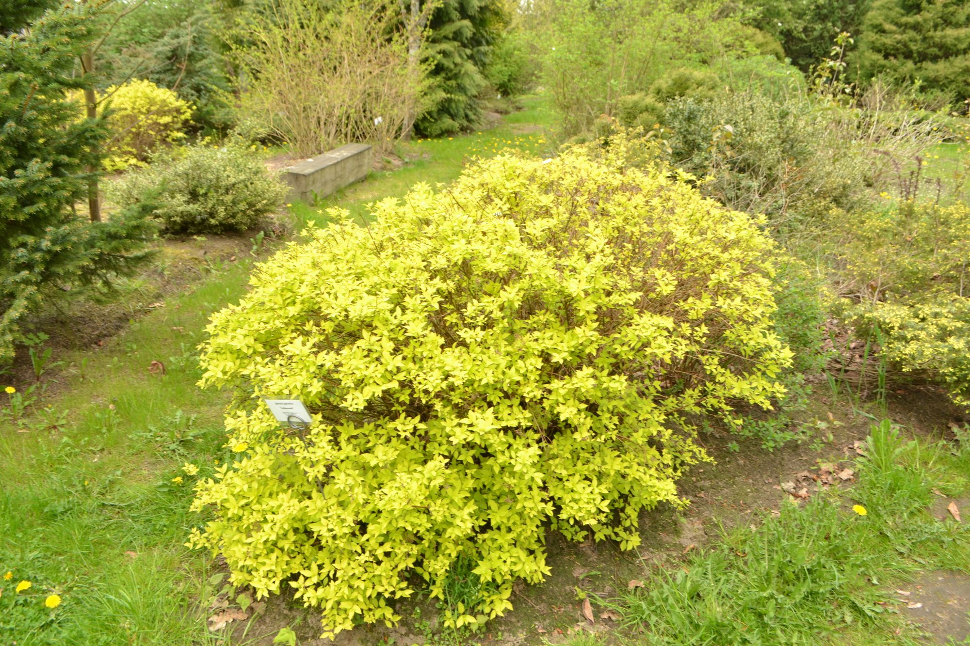 Japoninė lanksva 'Goldmound' (Spiraea japonica)