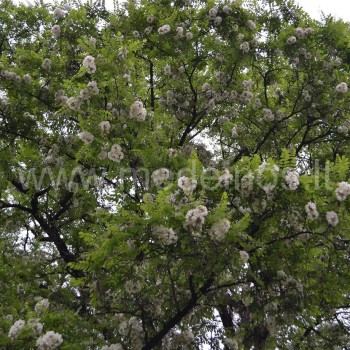 Robinijos ar akacijos ? - Medeinos tinklaraštis