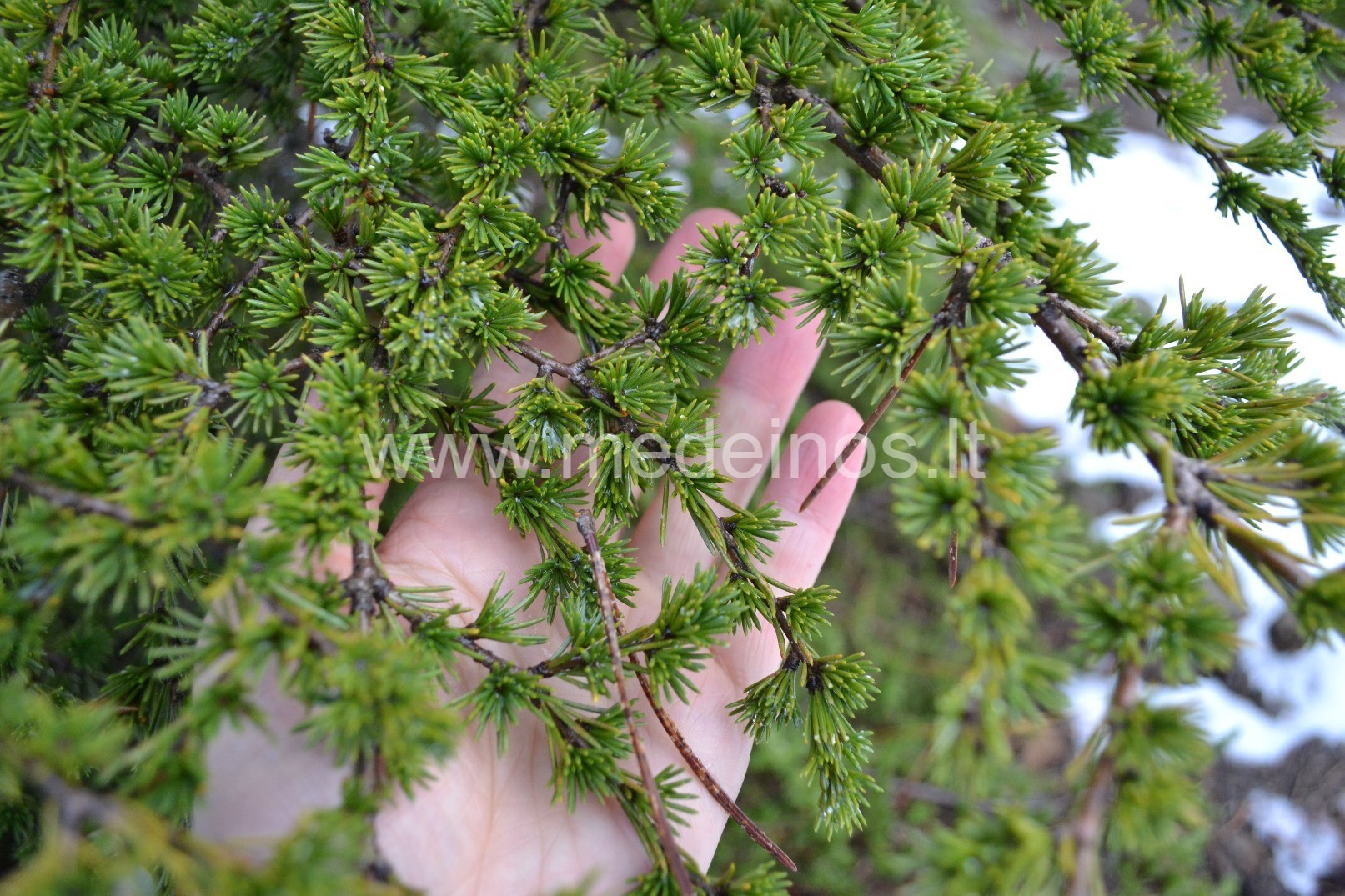 KEDRAI IR KEDRINĖS PUŠYS