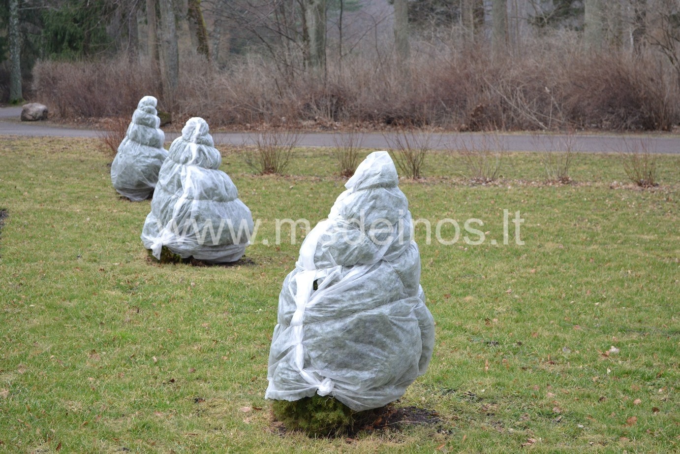 Apie augalus ir gyvūnėlius žiemą