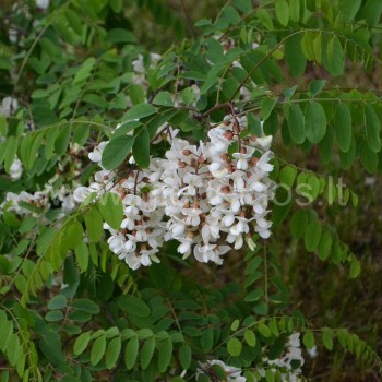 Robinijos ar akacijos ? - Medeinos tinklaraštis